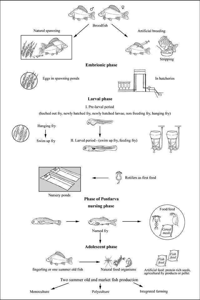 Greek Aquaponics Ενυδρειοπονία: Cyprinus carpio , ΚΥΠΡΙΝΟΣ Ο ΚΟΙΝΟΣ