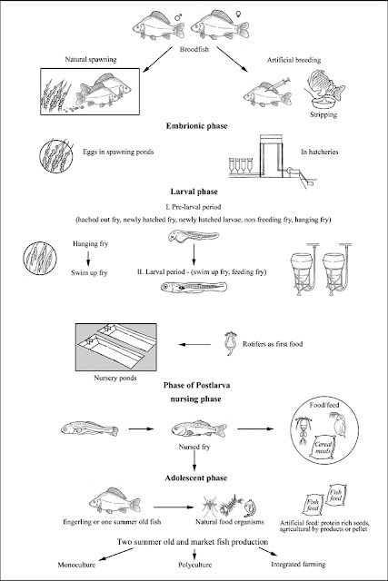 Greek Aquaponics Ενυδρειοπονία: Cyprinus carpio , ΚΥΠΡΙΝΟΣ Ο ΚΟΙΝΟΣ