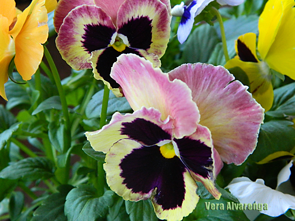 Fotos e Imagens do Meu Olhar !: Amor-perfeito