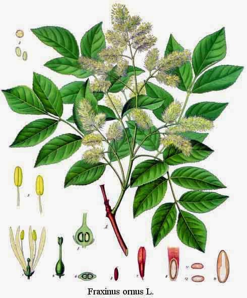 UNDER THE ROOT: ash tree identification and lore