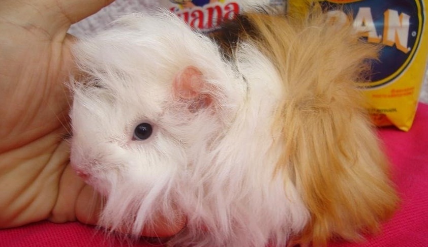 Curi angora - Imagui