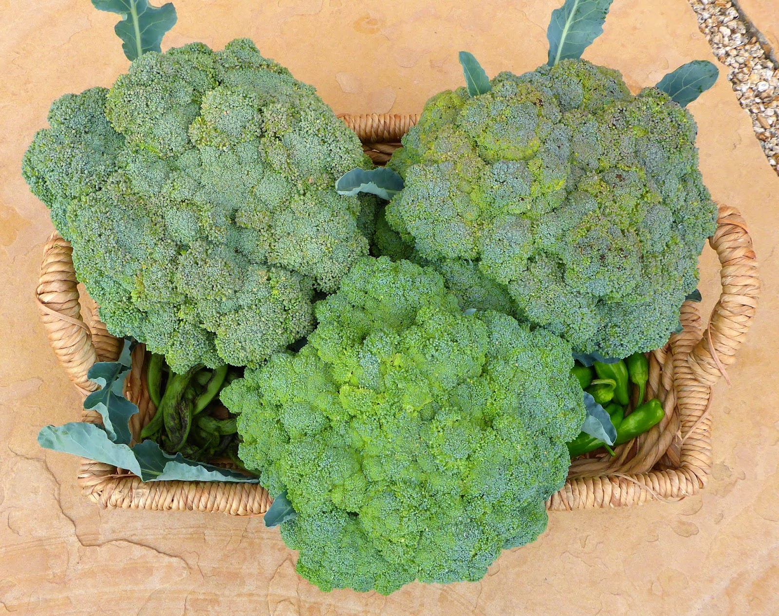 From Seed To Table: Broccoli Week, or What To Do With A Bonanza Of Broccoli