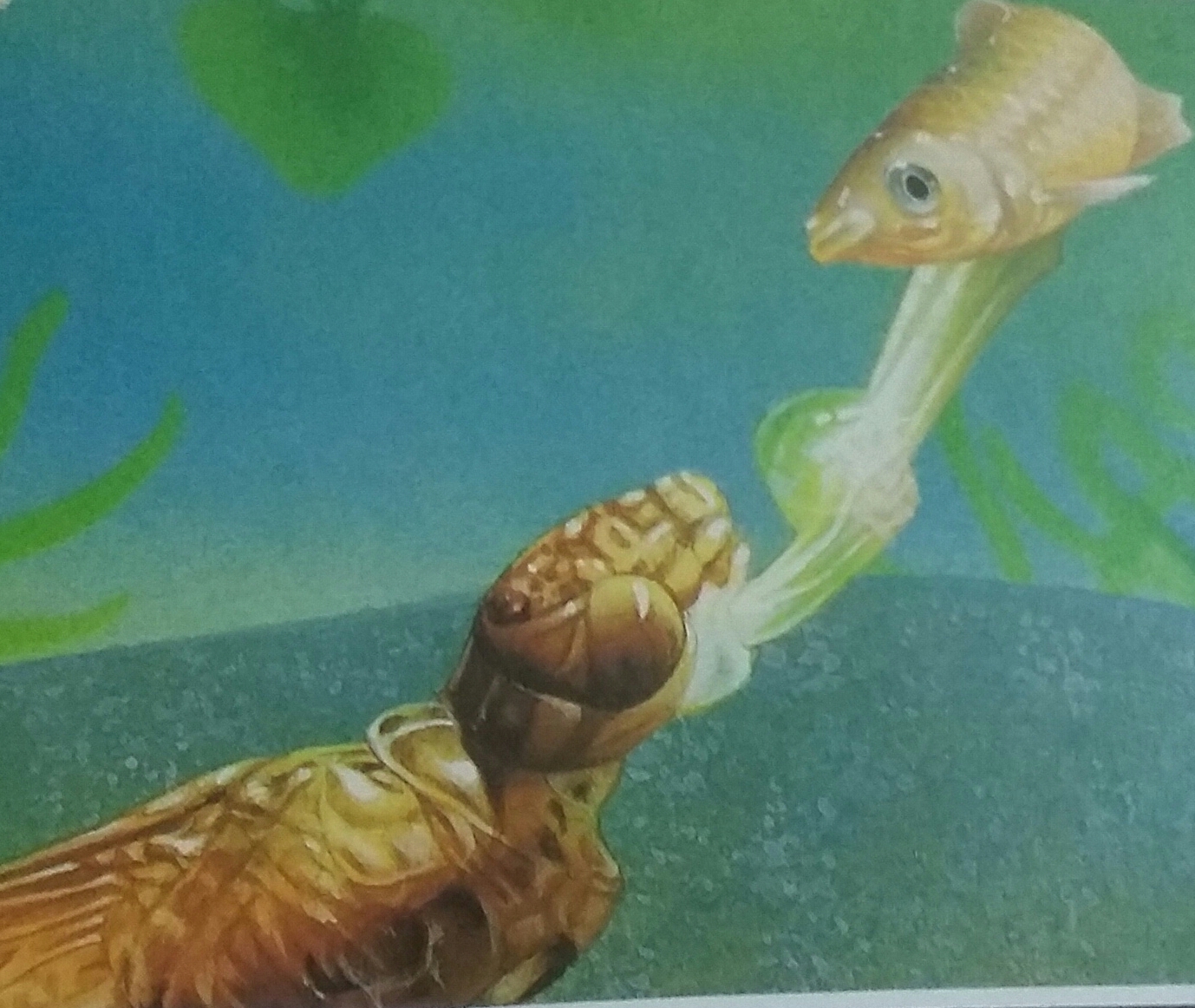 Wow Insects: Eating habits