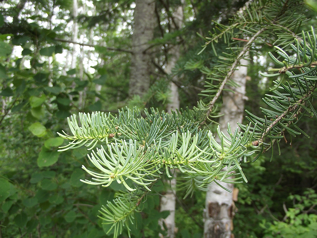 American Grouch: Useful Trees & Shrubs of the North Woods (A Five Part ...
