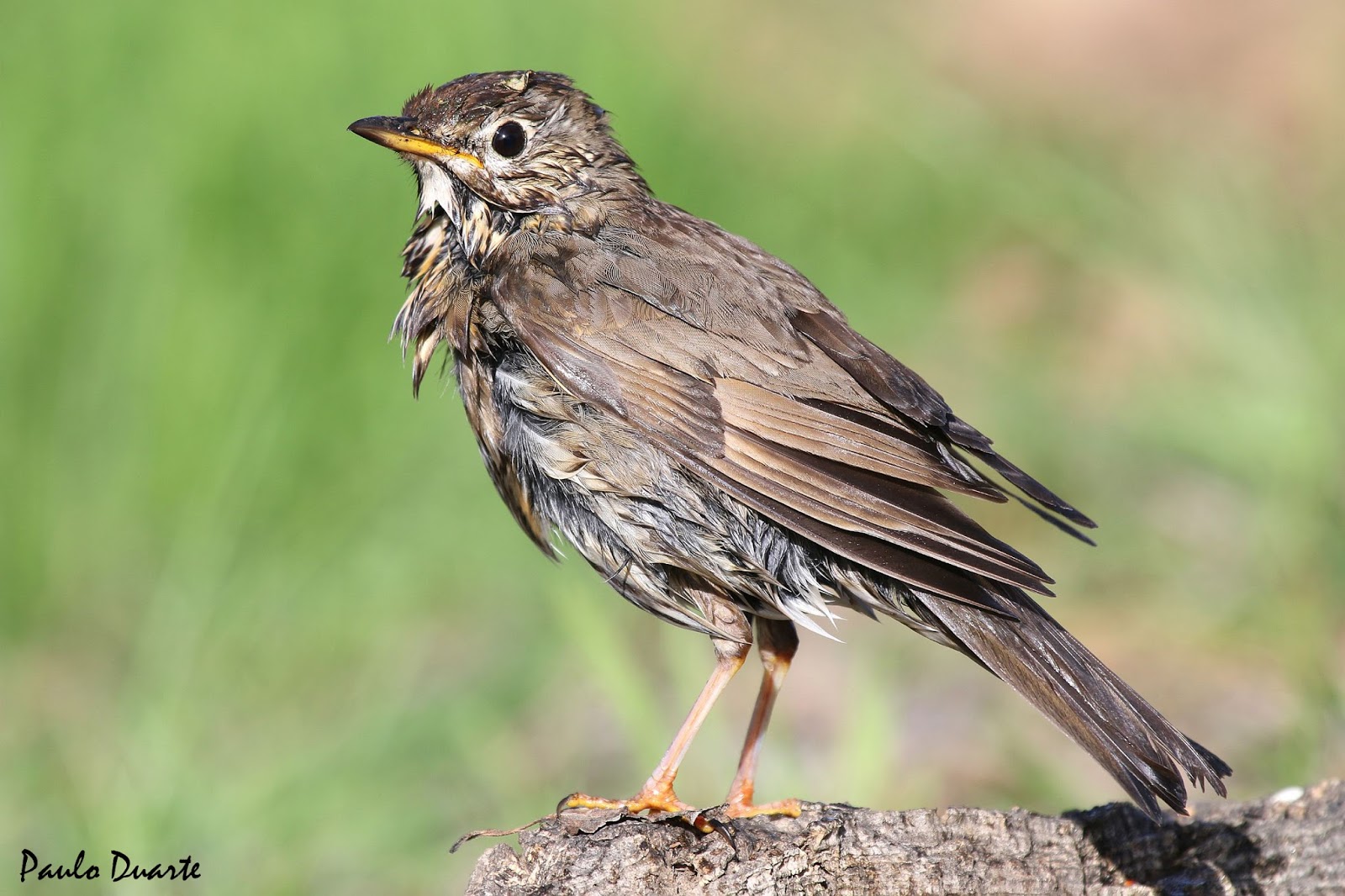 A arte de debicar: O banho do Tordo...