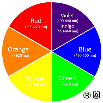 Distribution of photosynthetic pigments