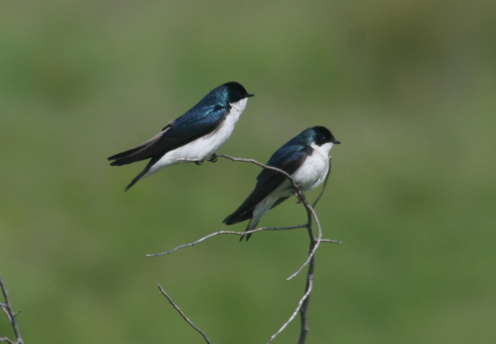 Isabella Conservation District Environmental Education Program: Hey ...