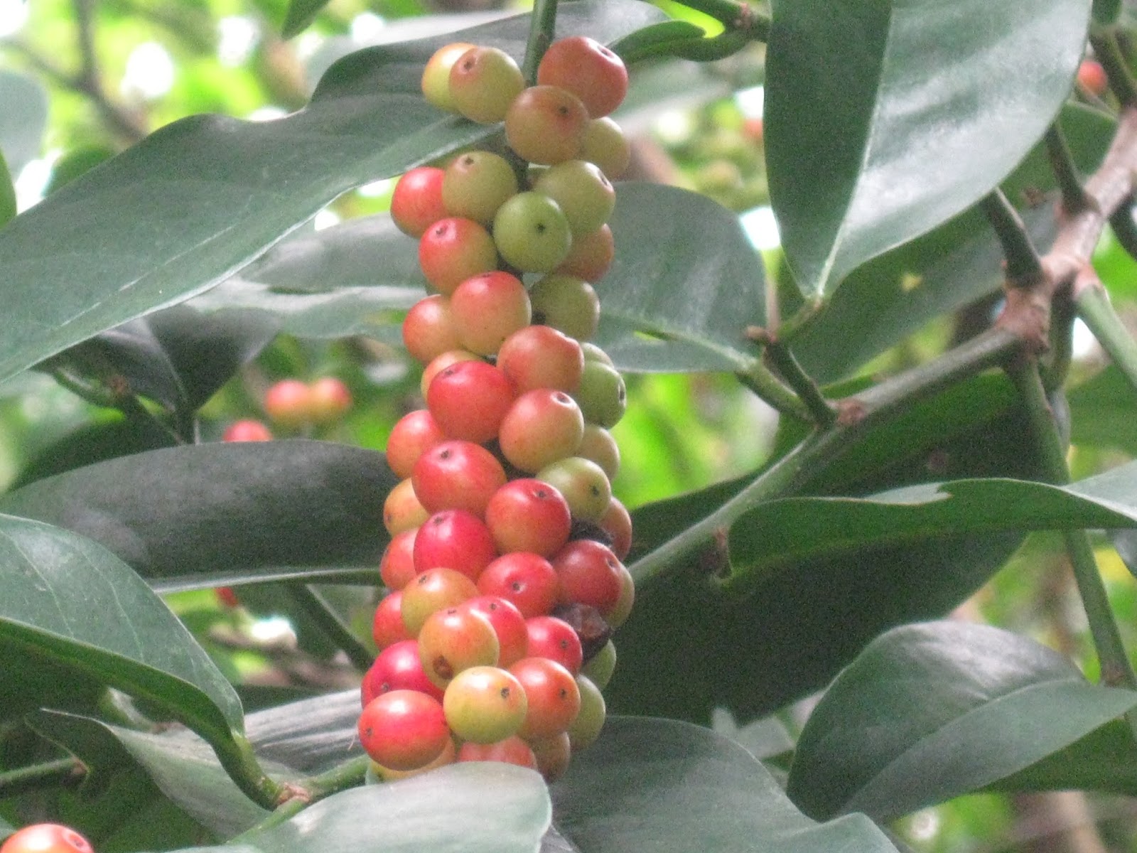 By Mei Magsino: Don't laugh, bignay is really 'hard' wood.