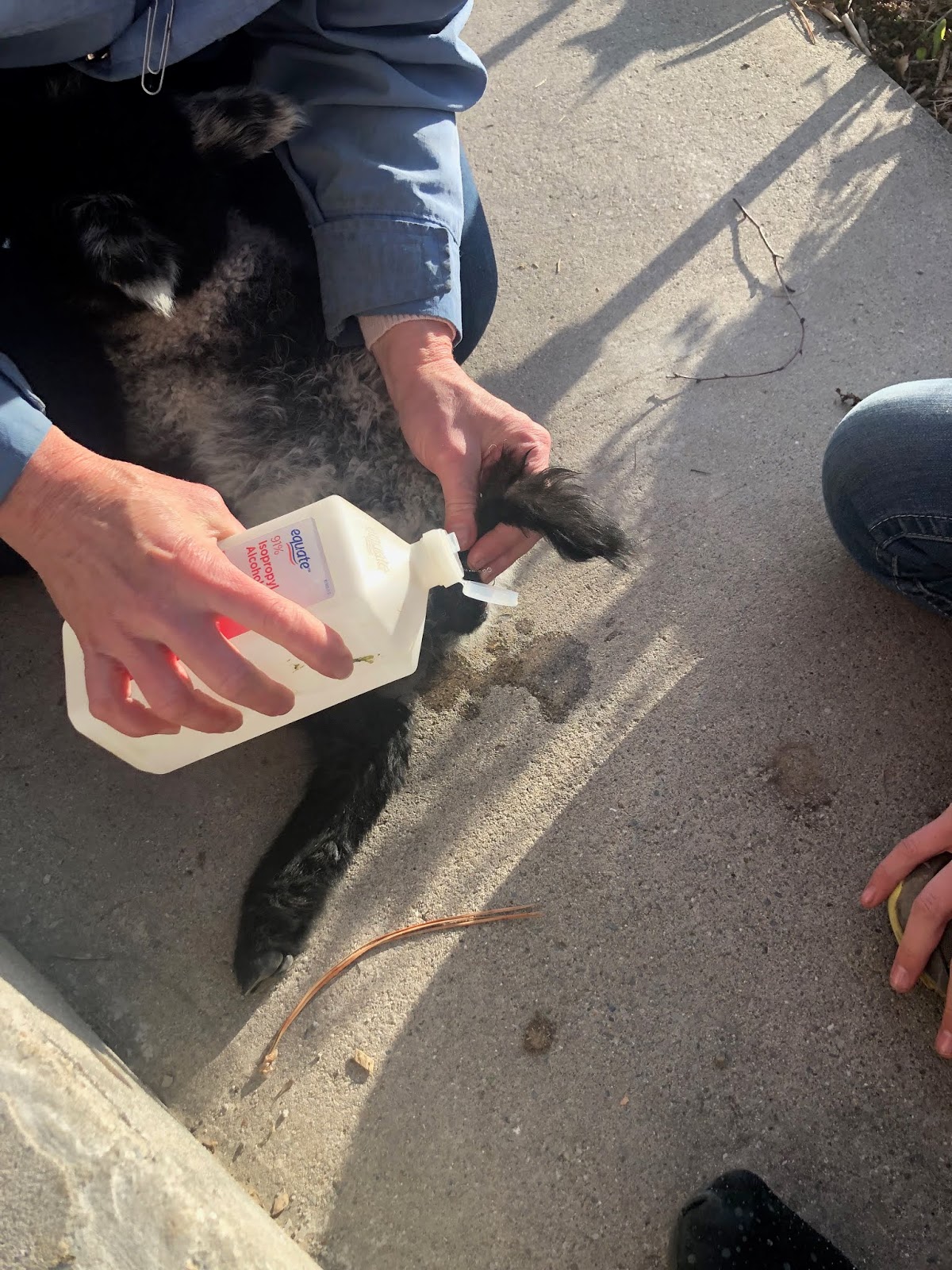 Lamb Tails - My Welcome Home Farm