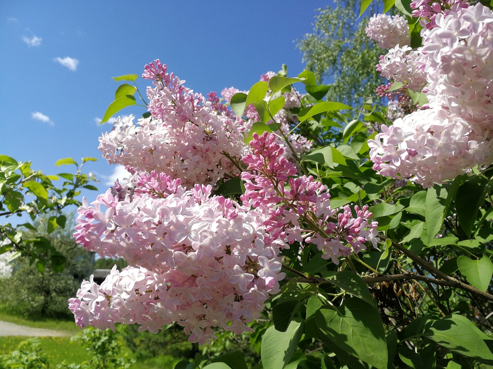 Metsarahva memuaarid: mai 2018