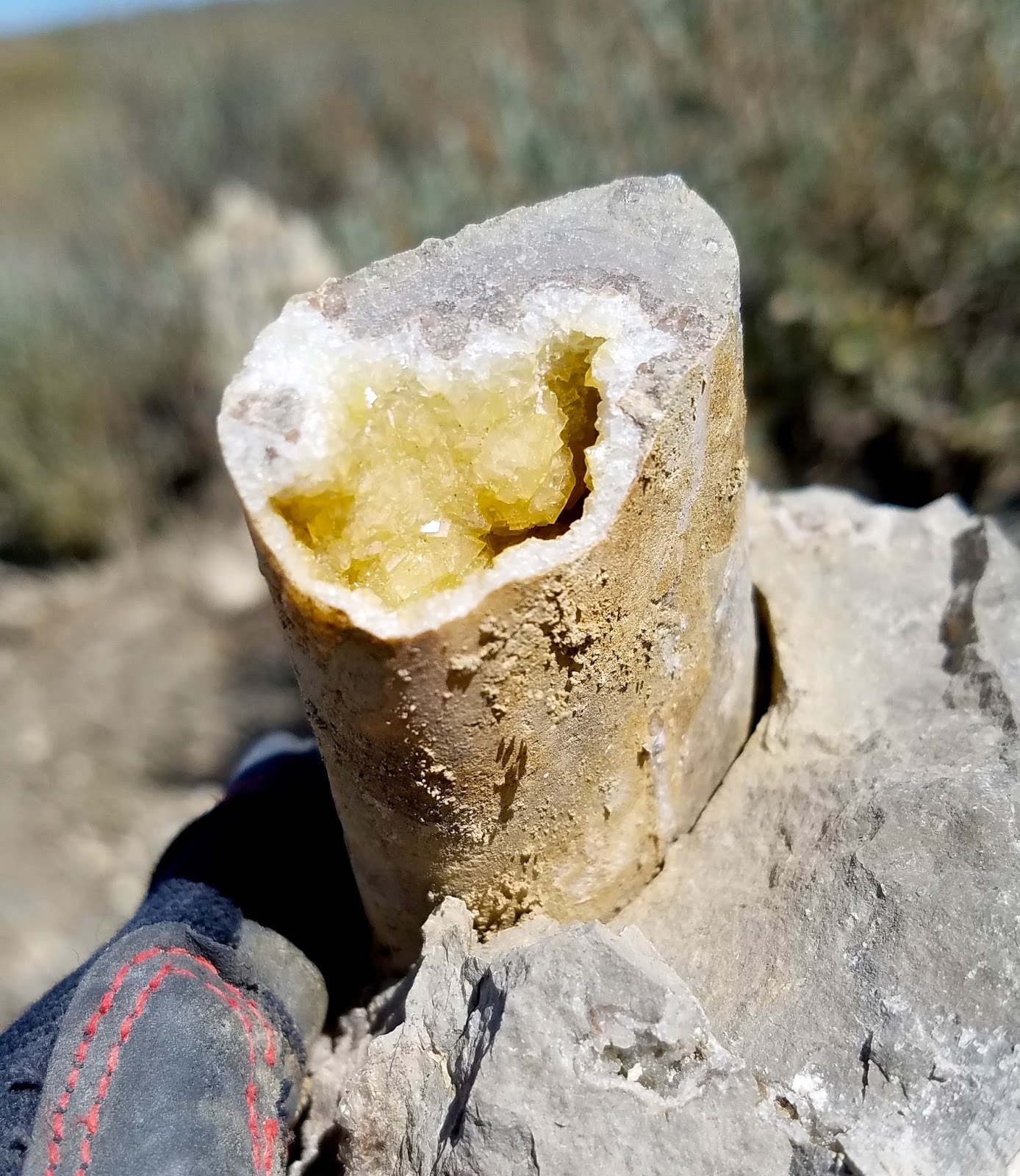 Zookeeper Fossils: Baculite Gallery from My Favorite Stop