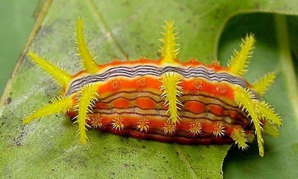 WEIRD ANIMALS: Weird Insects
