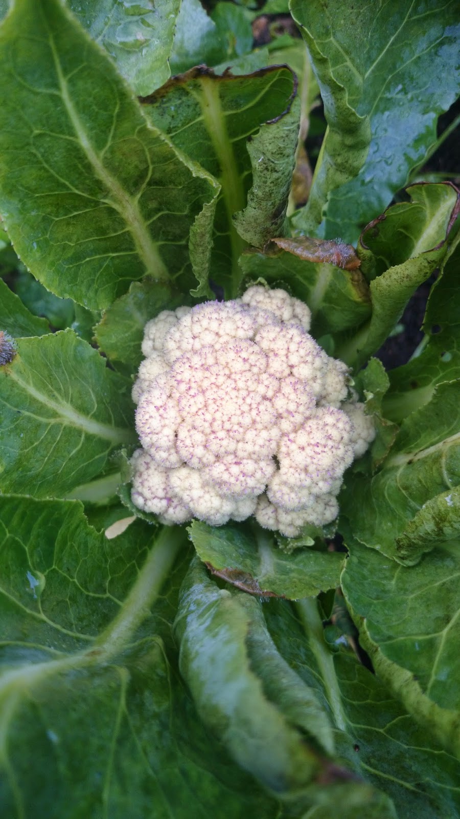 KOBIS BUNGA AKA COULIFLOWER DI KBR - Rangkuman Cara Bertanam Lengkap