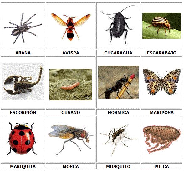 Español - spanska: SPANSKA ÅK 7