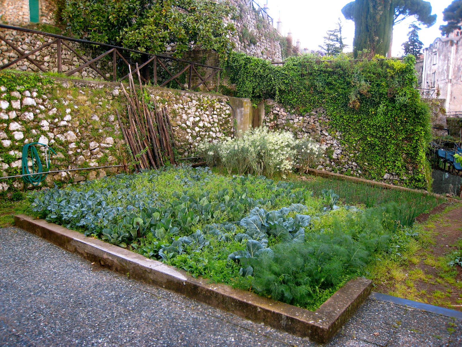 Native Garden Textures: July 2012