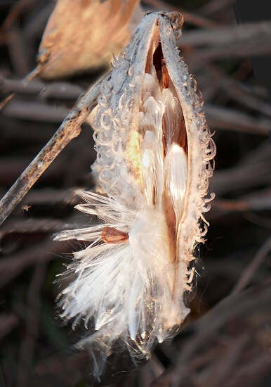 Boarding House Studio Galleries: Nature Fine Art Photography, Botanical ...