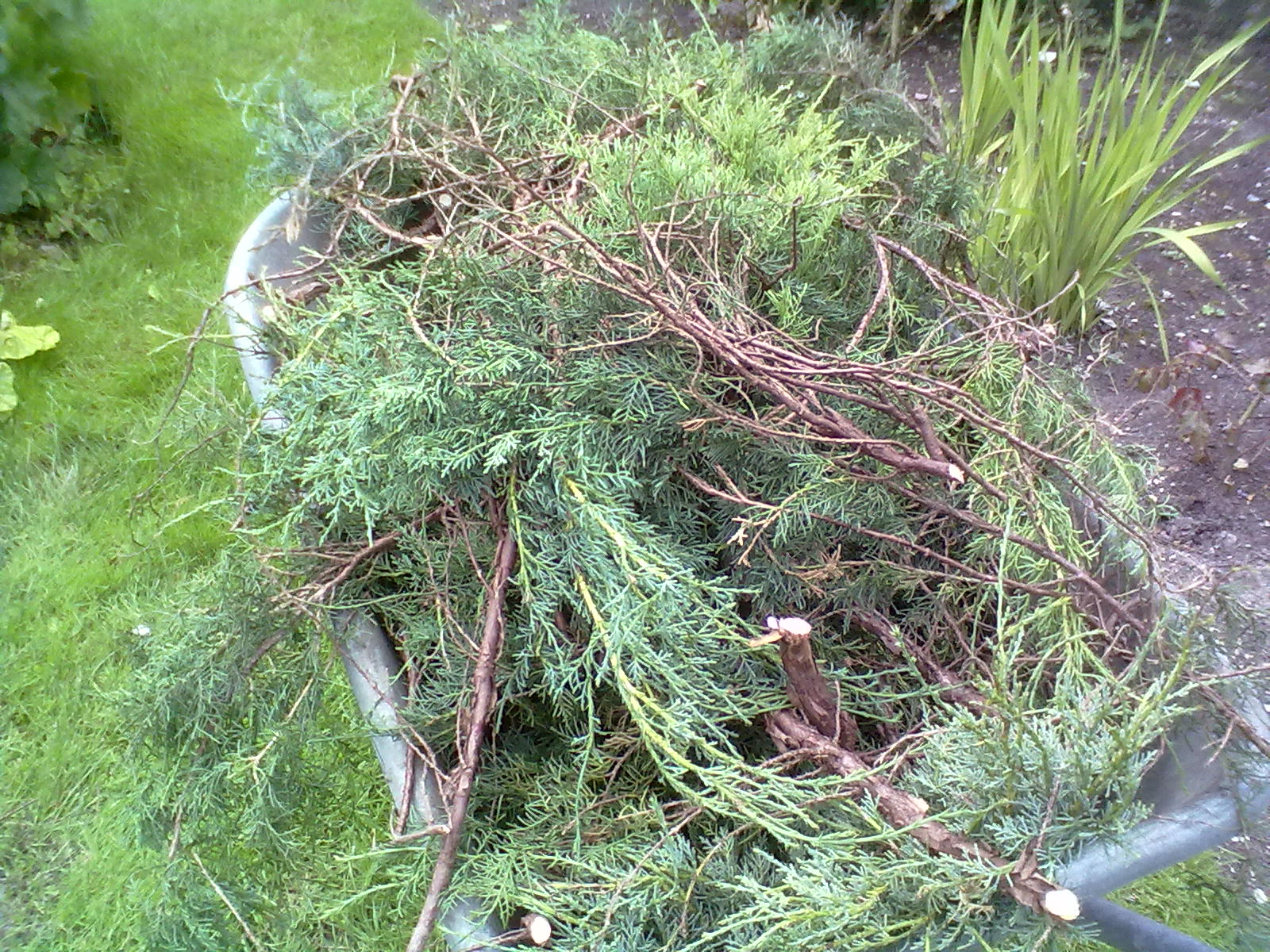 Rachel the Gardener: How to: start a Cloud pruned Juniper from scratch