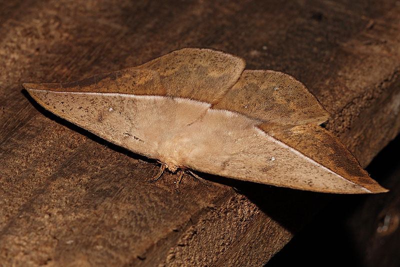meuBIOblog: Parabéns!