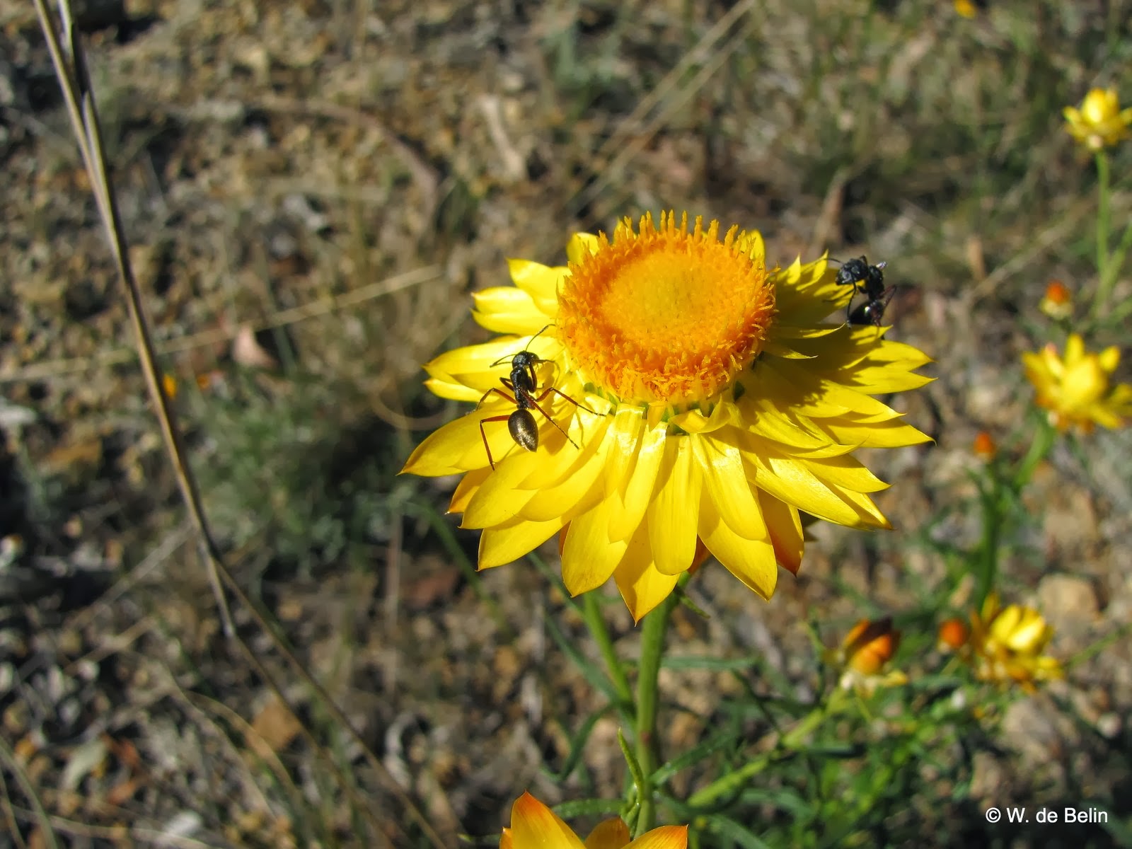 Sydney's Wildflowers and Native Plants: Xerochrysum viscosum - Sticky ...