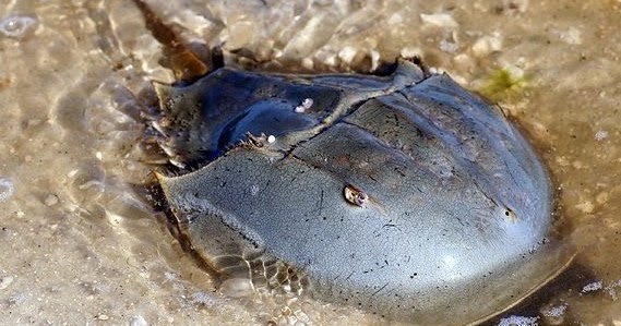 límulo (Limulus polyphemus) tem sangue azul ~ Você realmente sabia?
