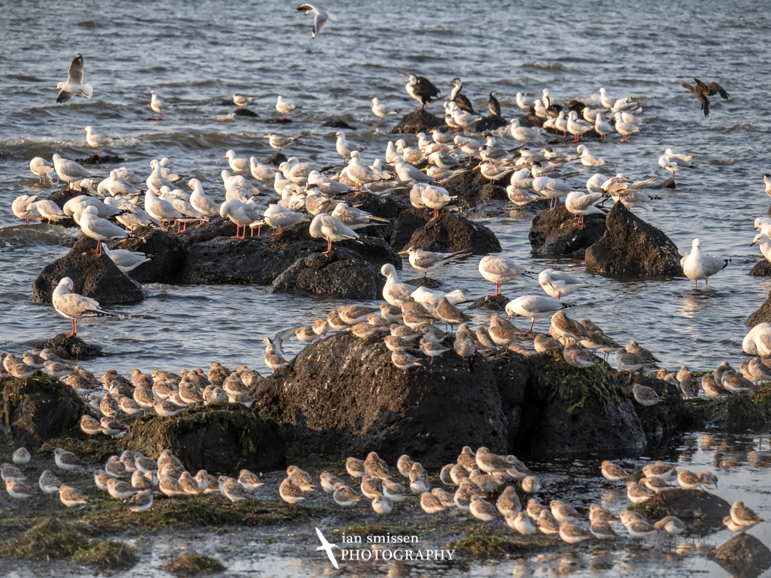 A passion for birds...: Early morning waders at Kirk Point and a day at ...