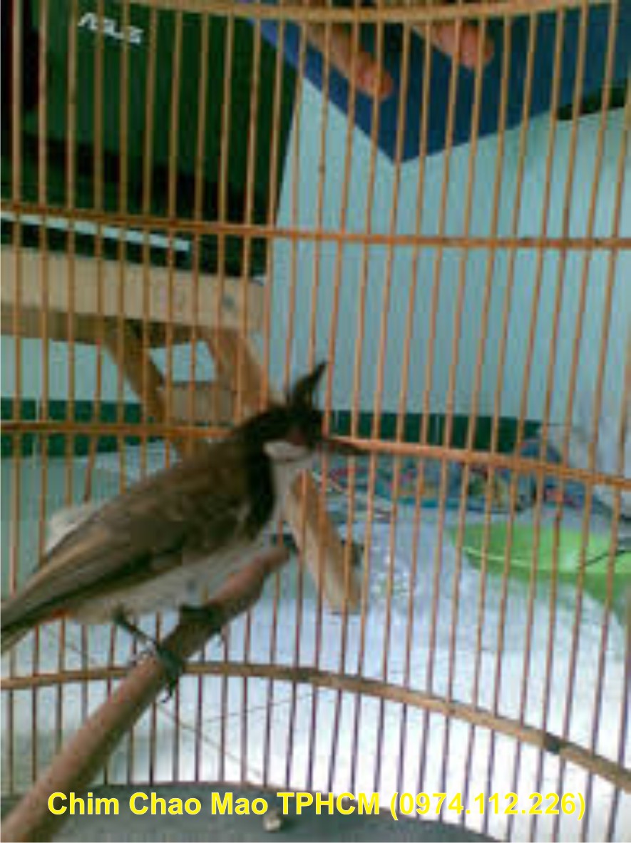 Chim Chao Mao TPHCM: VÌ SAO GỌI LÀ: CHIM CON, CHIM MÁ TRẮNG, CHIM BỔI ...