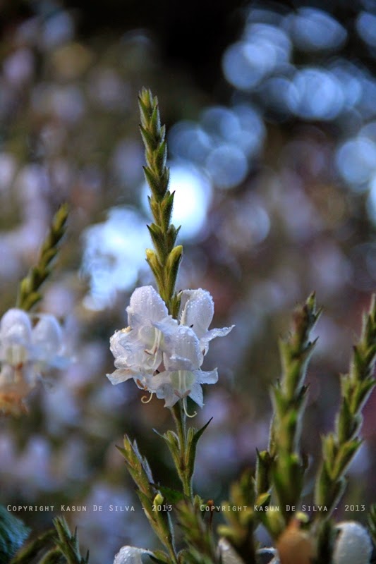 Sri Lankan Travelogue : Mesmerized by Millions of Petals - Nelu Blossom ...
