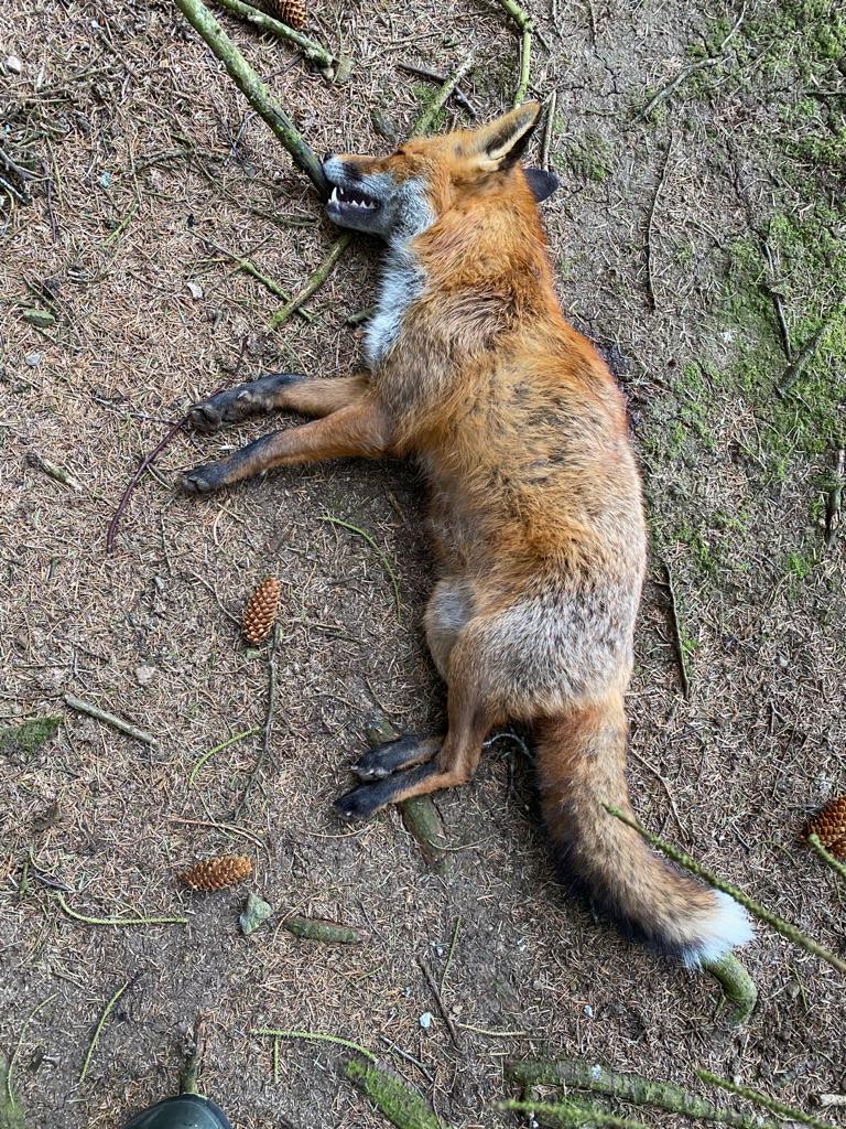 Fox Control: Unglamorous But Essential | Scottish Gamekeepers