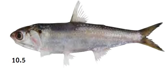 Ikan Daun Bambu Atau Baelama Anchovy (Thryssa baelama); Morfologi ...