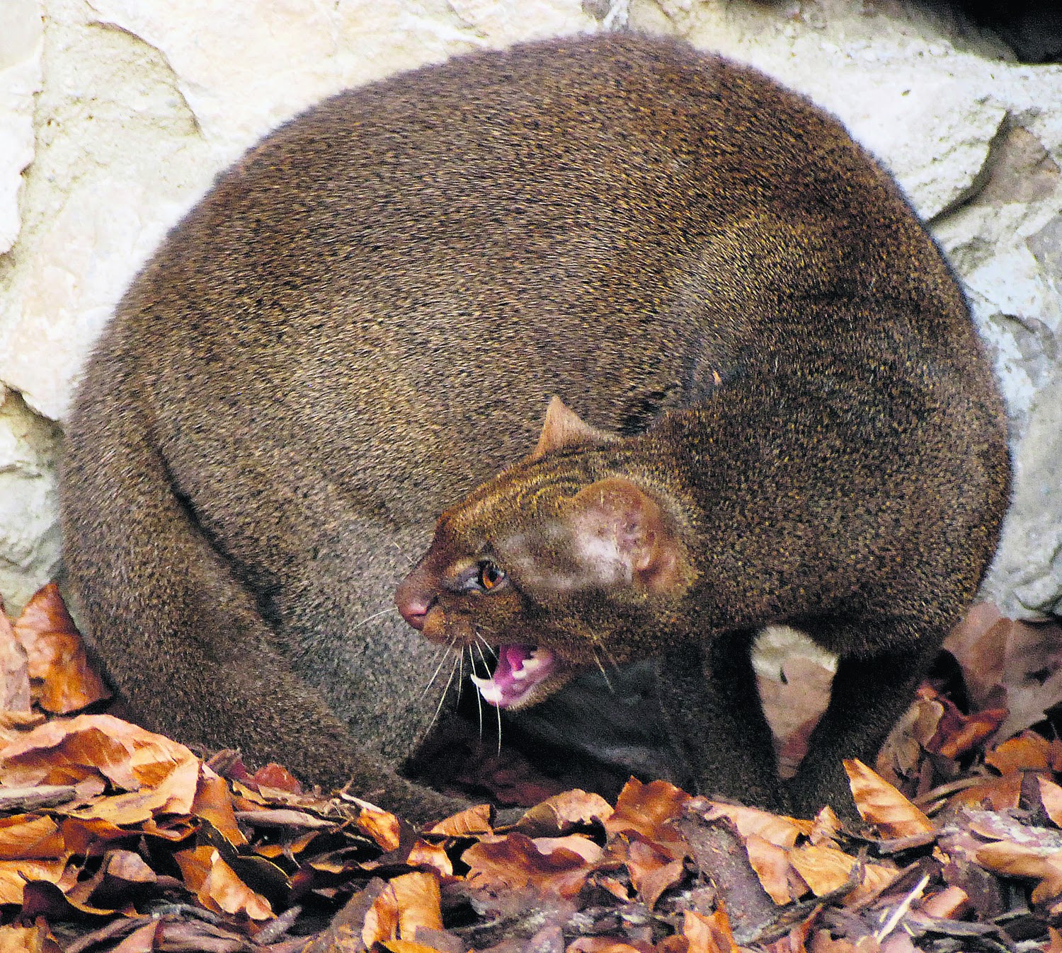 Cipactli Organización Ecológica y Sustentable : El Yaguarundi ...