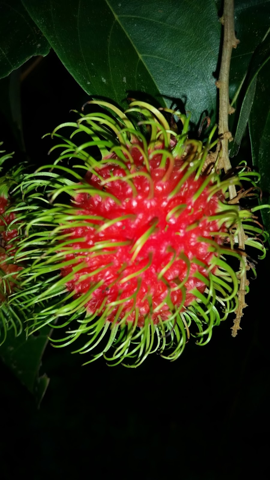 Warisan Petani: Rambutan Jarum Emas.