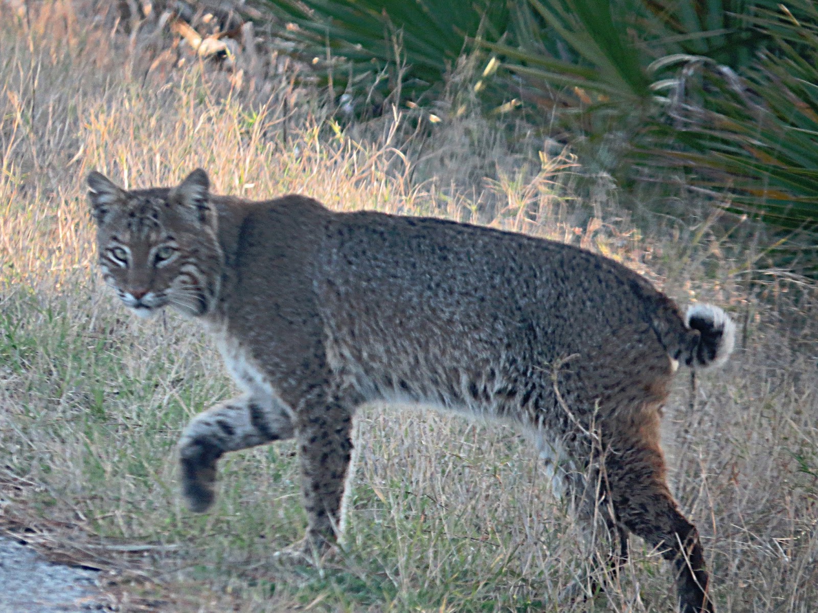 Around the Bend: Bobcat!
