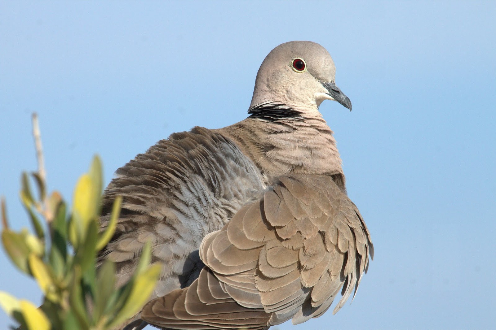 QUADERN DE NATURA: AUS DES DE CASA 3: LA TÓRTORA TURCA