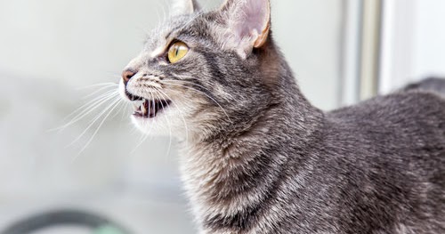 Thompson Vet's Blog for Pets : The History of House Cats