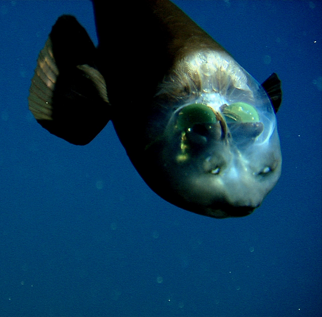 A Wolf Illustrations Blog: Barreleye Fish