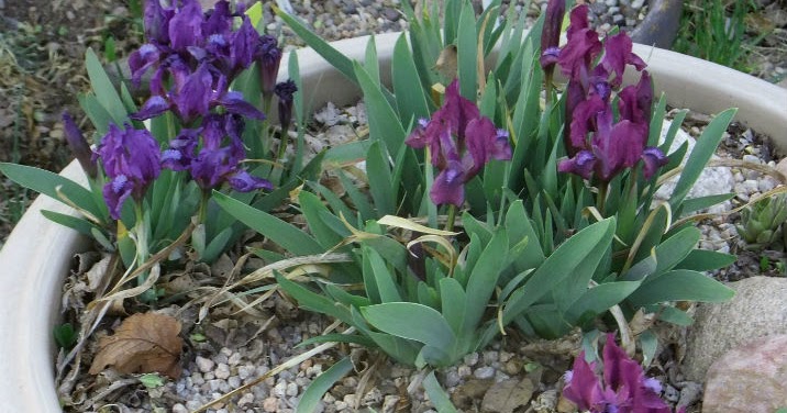 World of Irises: Irises in Containers