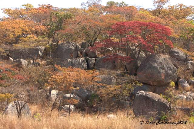 Zimboinlimbo: Zimbabwe and Africa