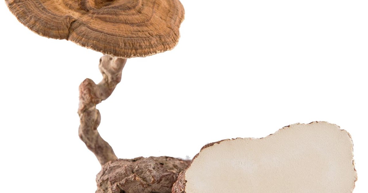 Tiger Milk Mushroom For Herb Medicine - Agro Future Store