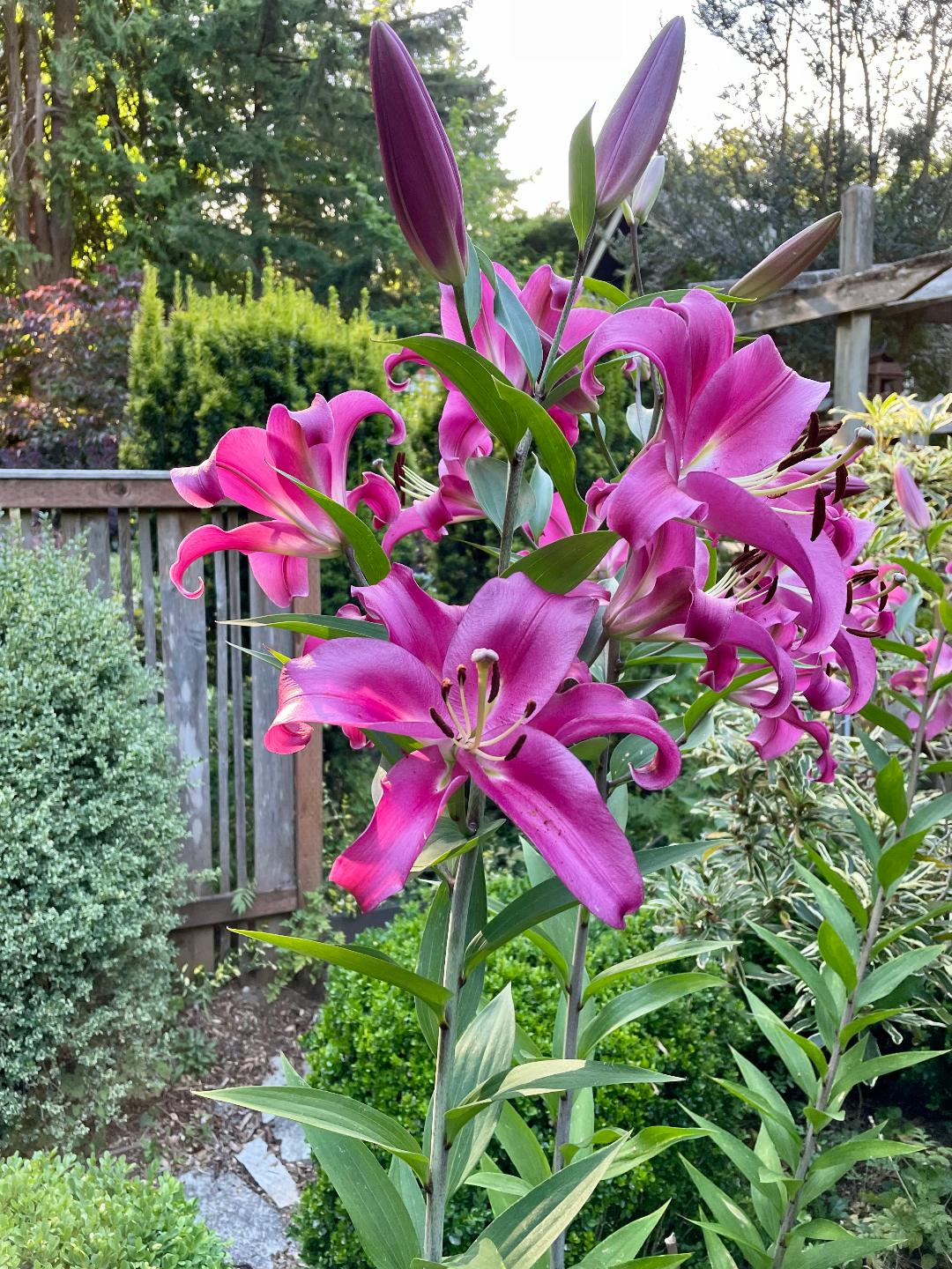 Shoreline Area News: In the Garden Now: 'Purple Lady' Giant Orienpet Lily