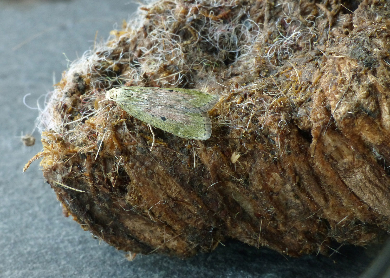 Charlie's moths of Calderdale.: 45: PLUME MOTHS, 62: PYRALIDS