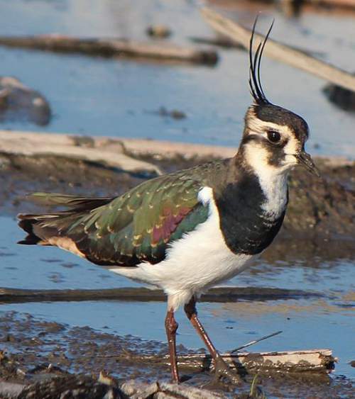 Birds of India | Bird World: June 2017