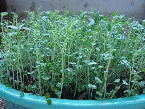 10 Vegetables you can buy once and regrow forever in your home garden