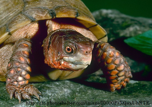 Waking Up on Turtle Island: Turtle Spotting