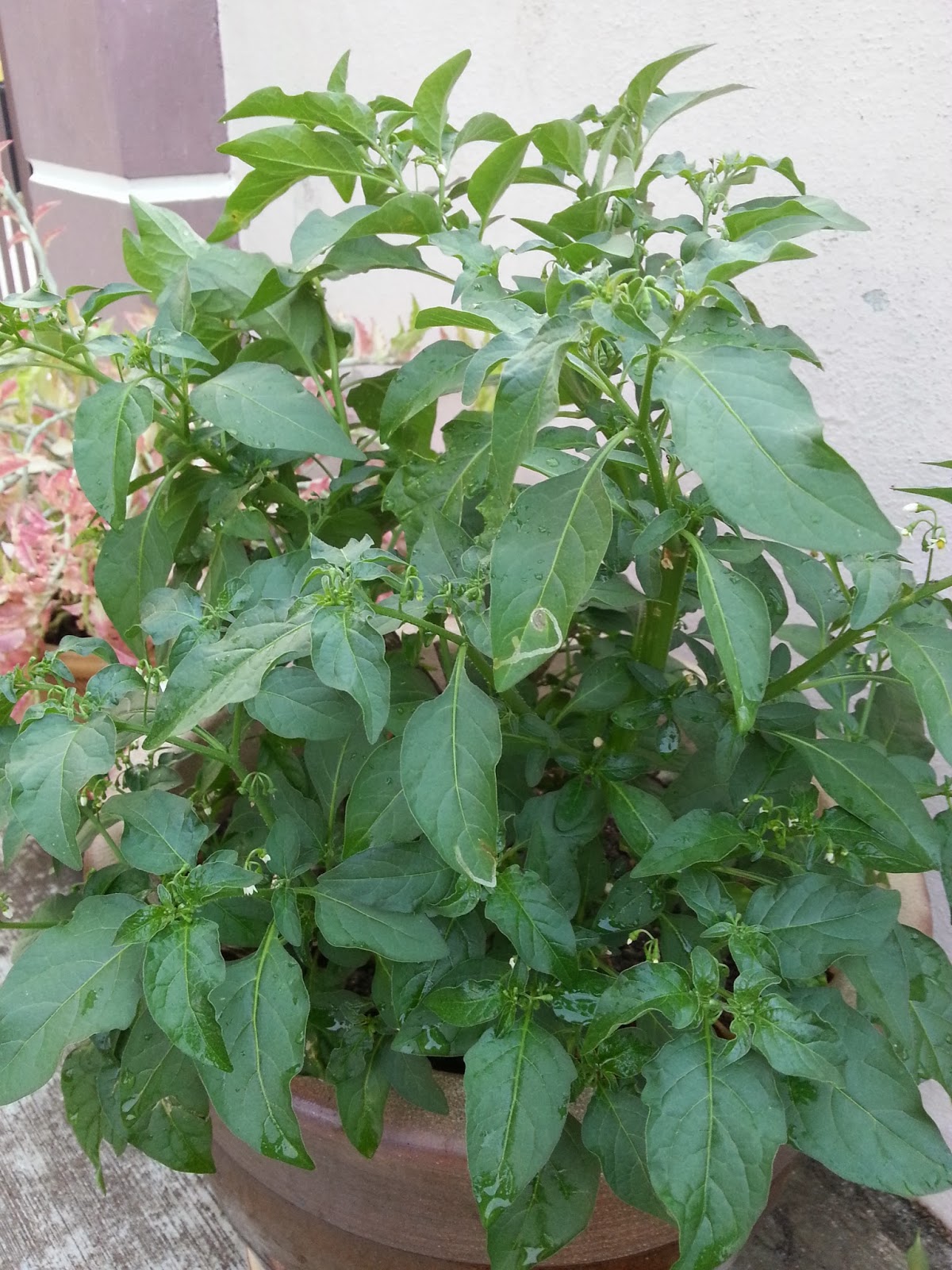 KEBUN DAN AKU: SAYUR MERANTI