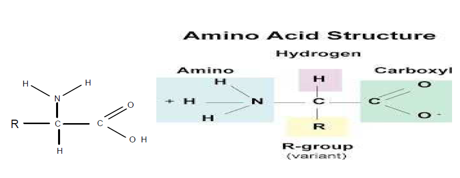 Amino Acids