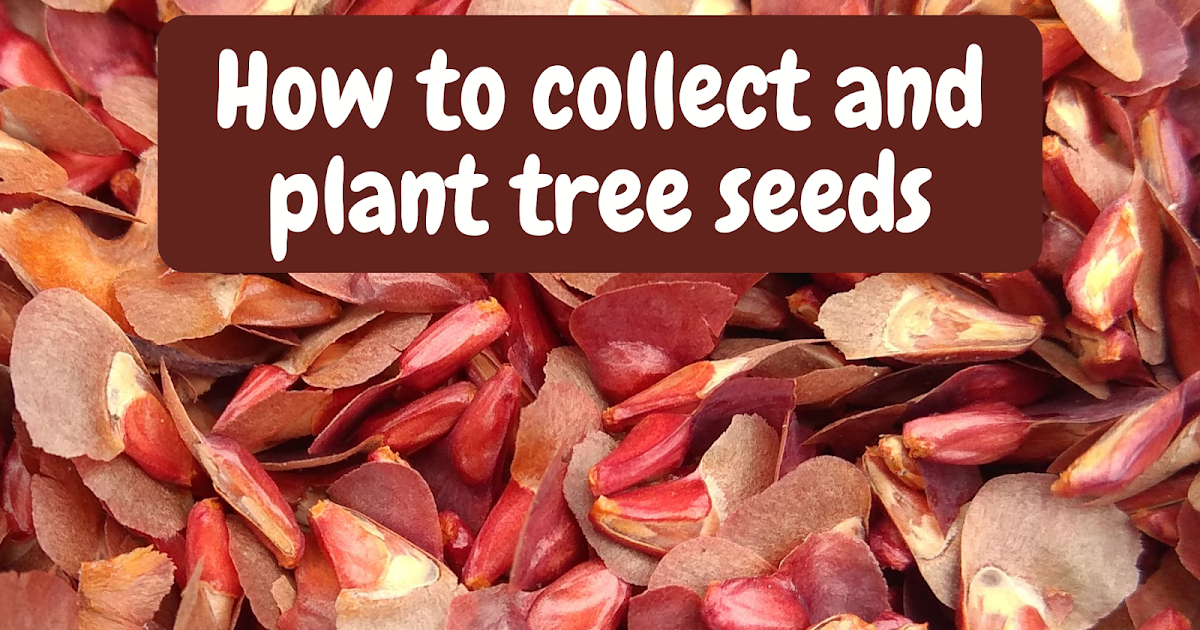How to collect seeds from trees – native tree planting