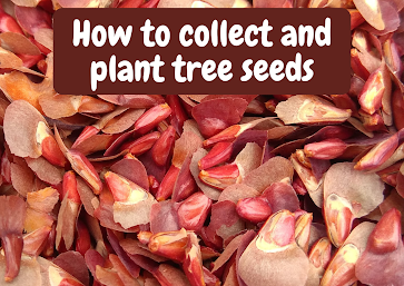 How to collect seeds from trees – native tree planting
