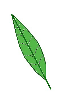 Hoja lanceolada (lanceolata) - Botánica integra