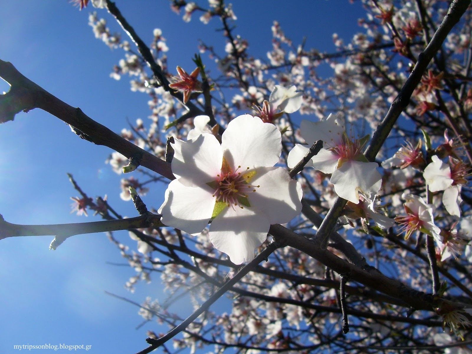 My Trips On Blog: Ας πούμε για μια ανθισμένη αμυγδαλιά...