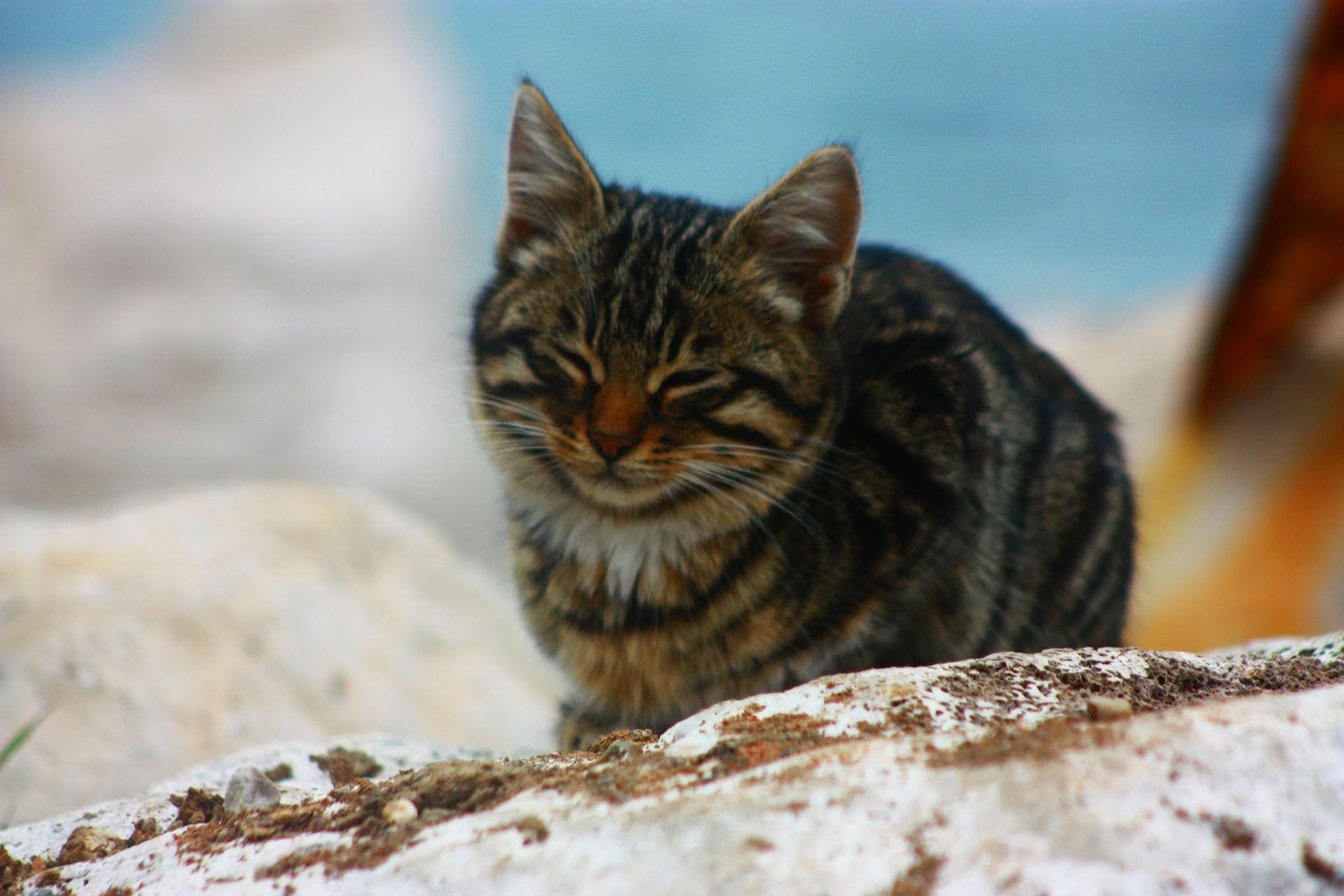 Cute Cats #5 | Cute Cats